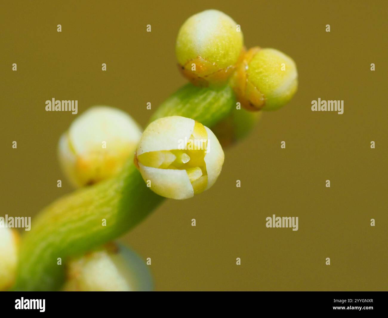 laurel dodder (Cassytha filiformis Stock Photo - Alamy