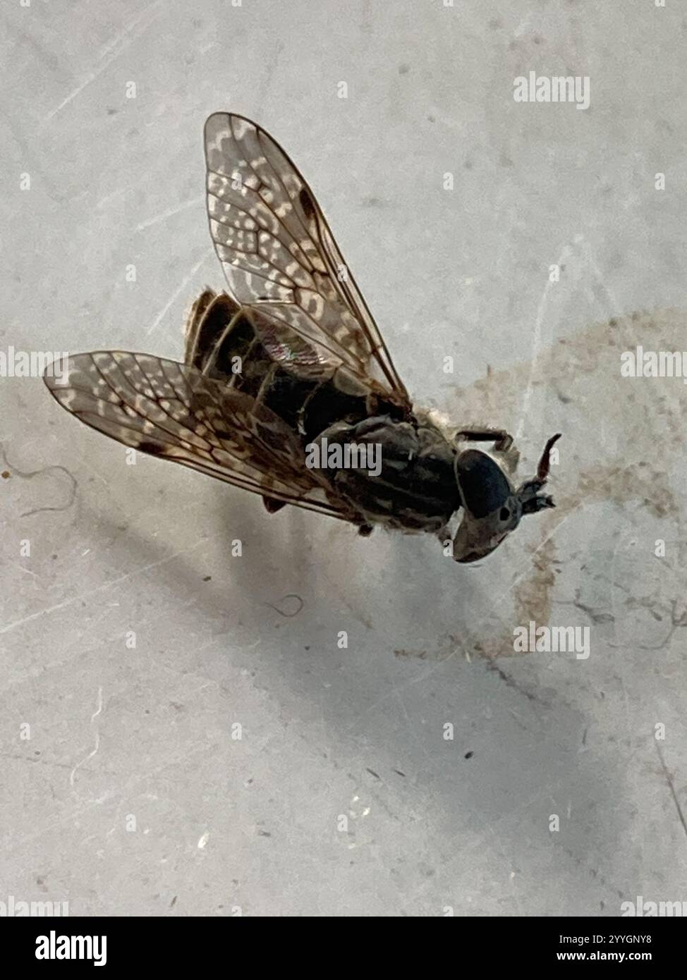 Notch-horned Cleg (Haematopota pluvialis Stock Photo - Alamy