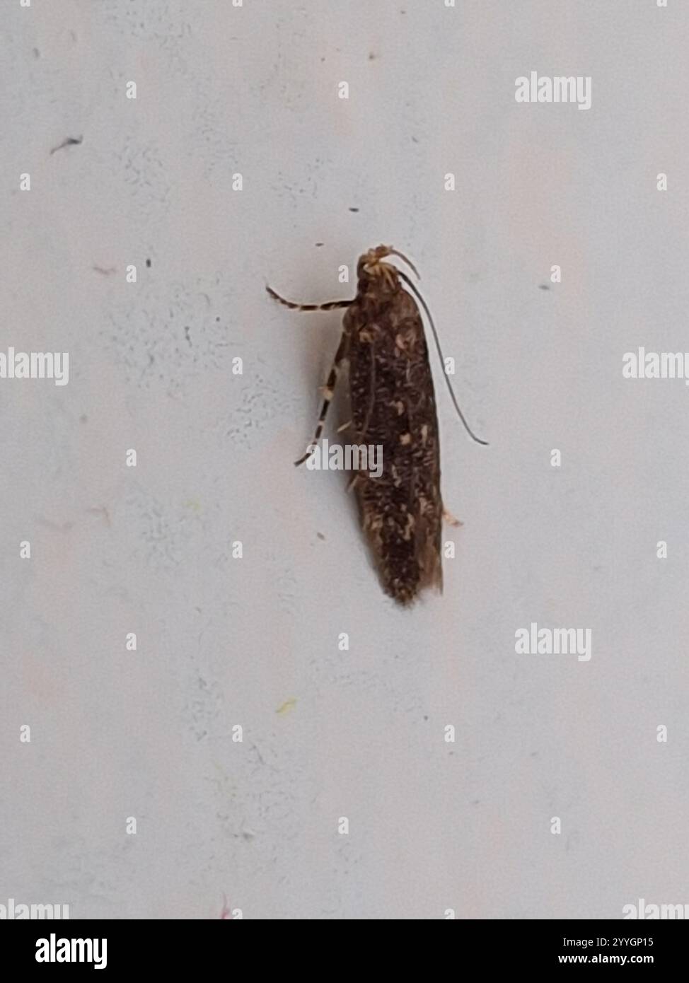 Dark Groundling (Bryotropha affinis Stock Photo - Alamy