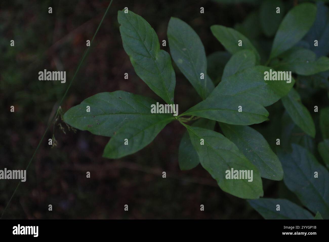 mock azalea (Rhododendron menziesii Stock Photo - Alamy
