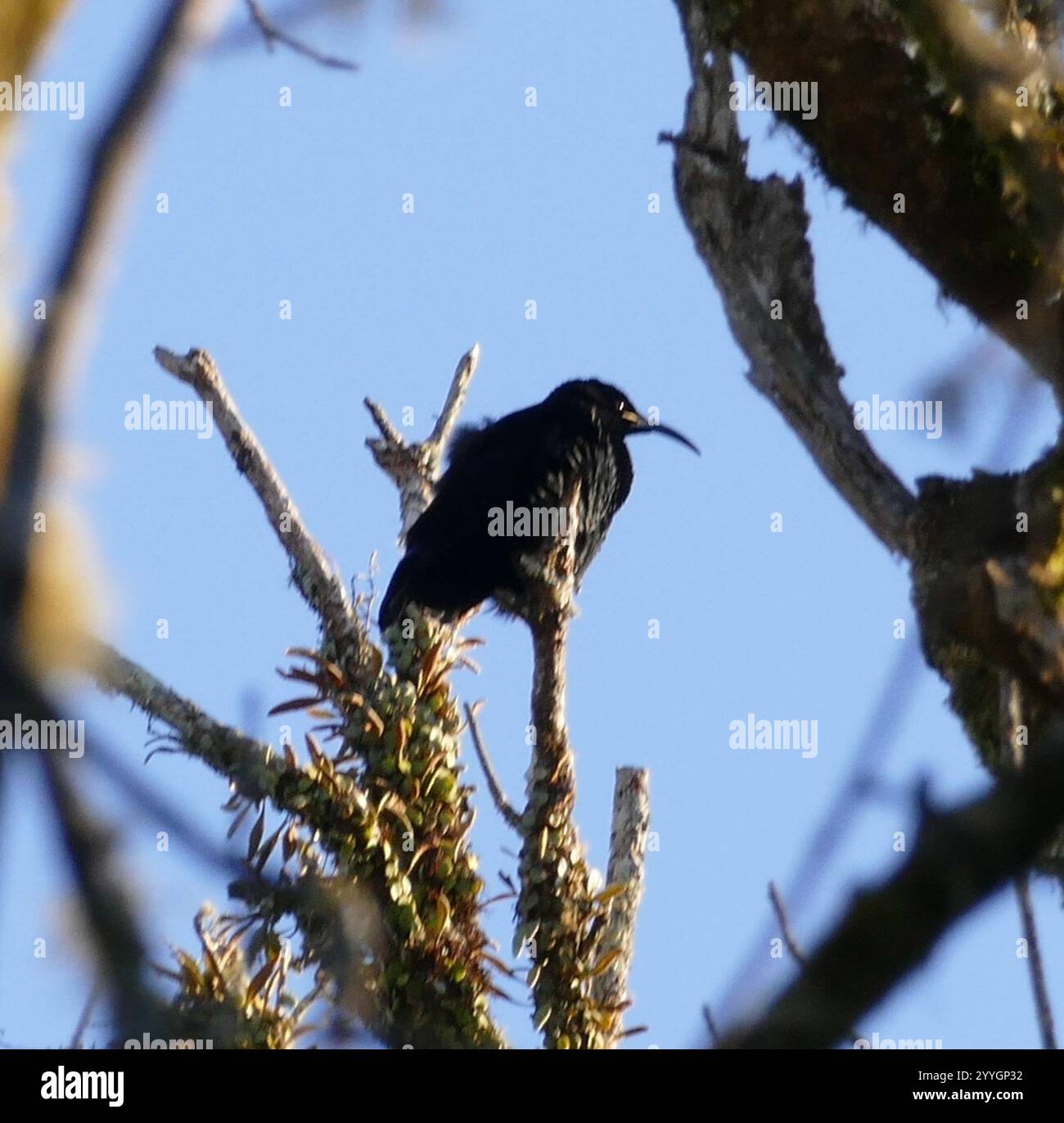 Paradise Riflebird (Ptiloris paradiseus Stock Photo - Alamy