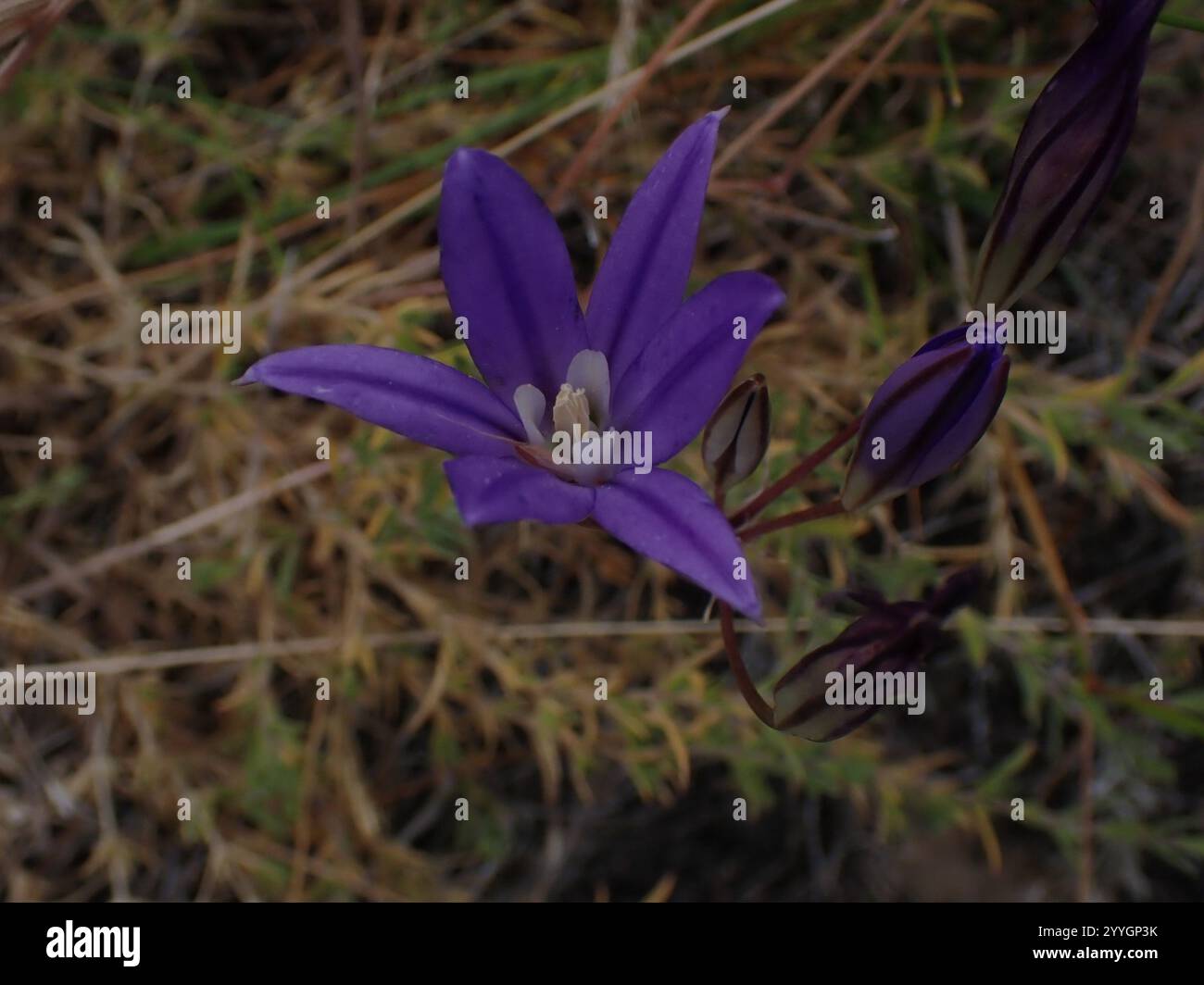 crown brodiaea (Brodiaea coronaria Stock Photo - Alamy
