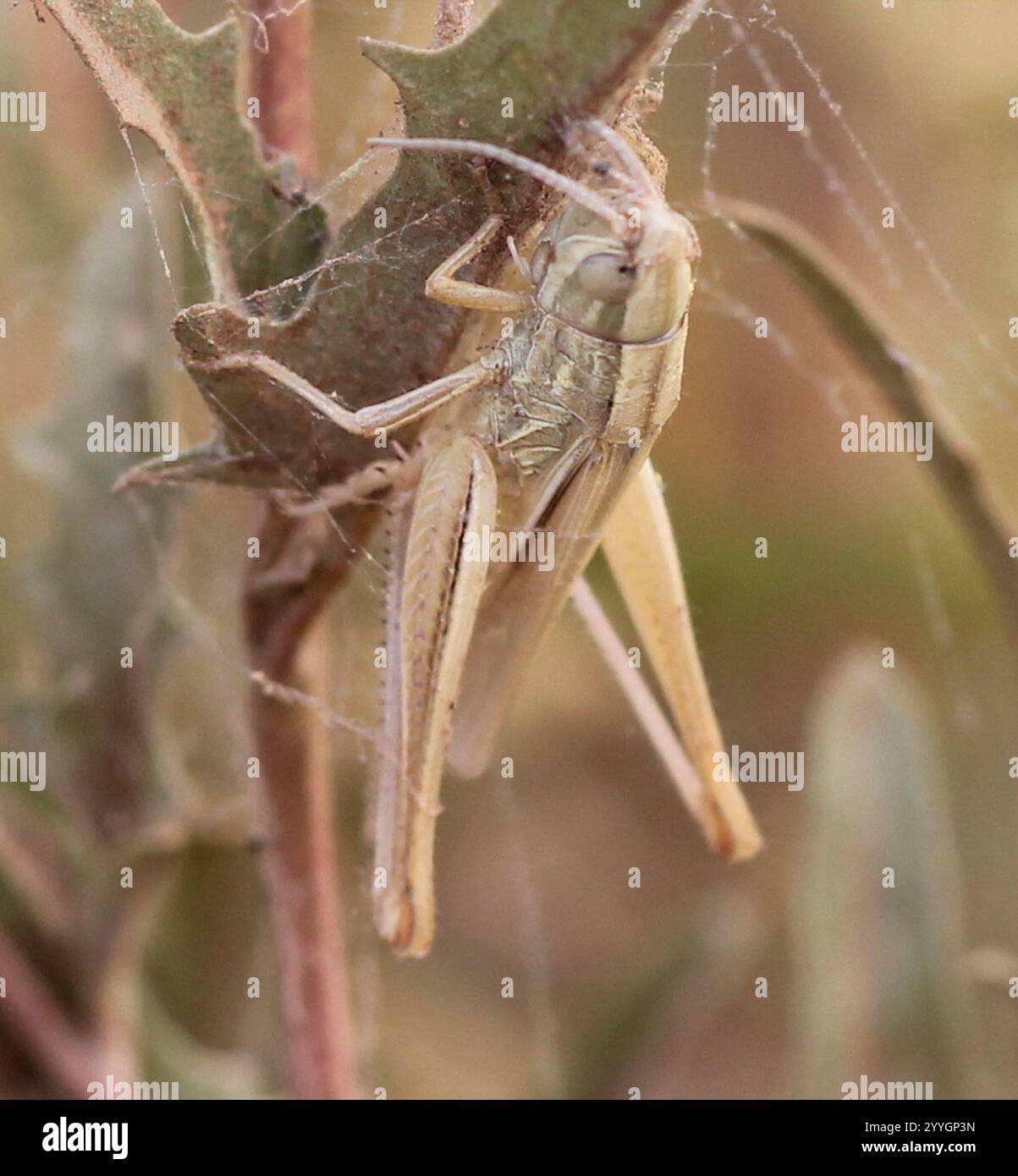 Siberian Straw Grasshopper (Euchorthippus pulvinatus Stock Photo - Alamy