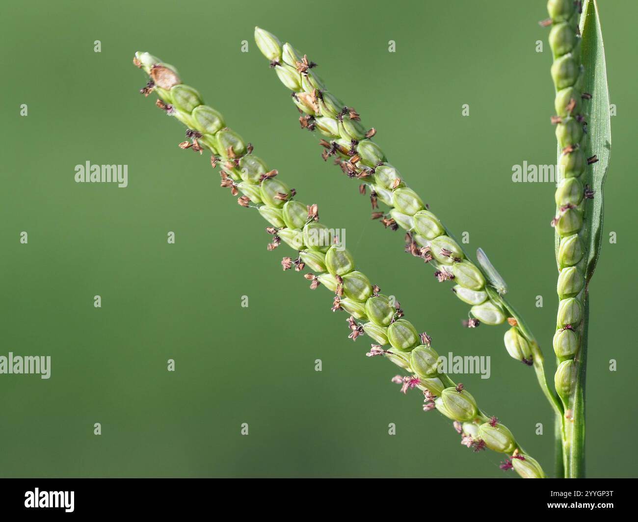 Taranui (Paspalum orbiculare Stock Photo - Alamy