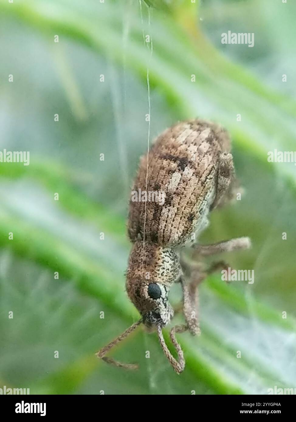 Peach Root Weevil (Pseudoedophrys hilleri Stock Photo - Alamy