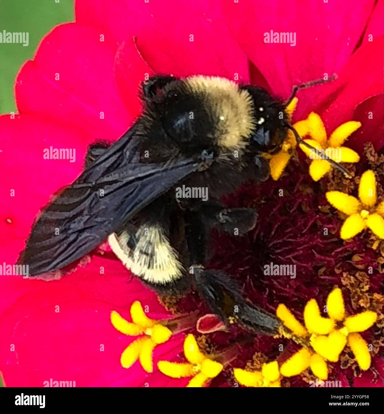 American Bumble Bee (Bombus pensylvanicus Stock Photo - Alamy