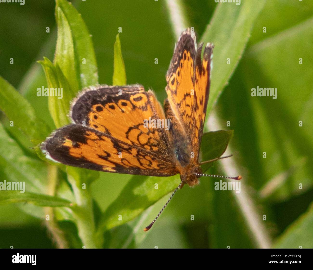 Northern Crescent (Phyciodes cocyta Stock Photo - Alamy