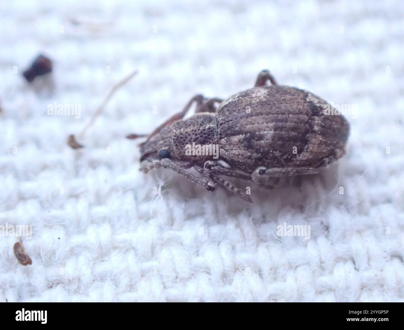 obscure root weevil (Sciopithes obscurus Stock Photo - Alamy