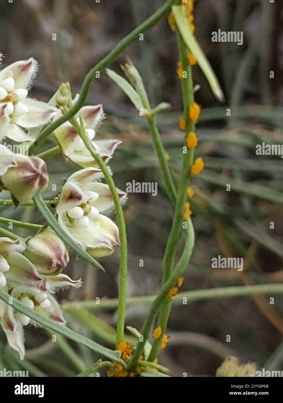 Oleander Aphid (Aphis nerii Stock Photo - Alamy