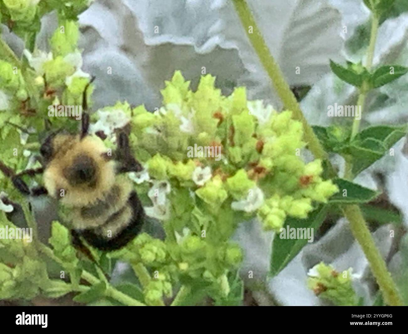 Two-spotted Bumble Bee (Bombus bimaculatus Stock Photo - Alamy