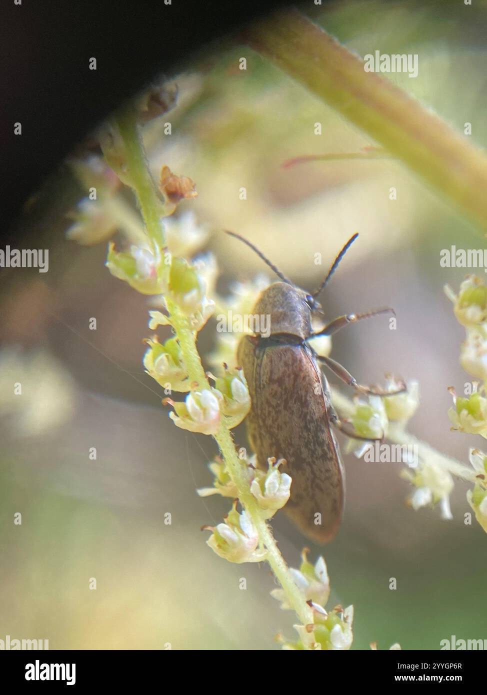 Toe-winged Beetles (Ptilodactylidae Stock Photo - Alamy