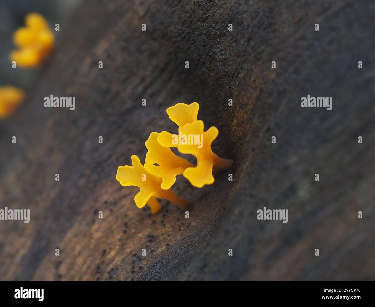 Fan-shaped Jelly Fungus (Dacrymyces spathularia Stock Photo - Alamy