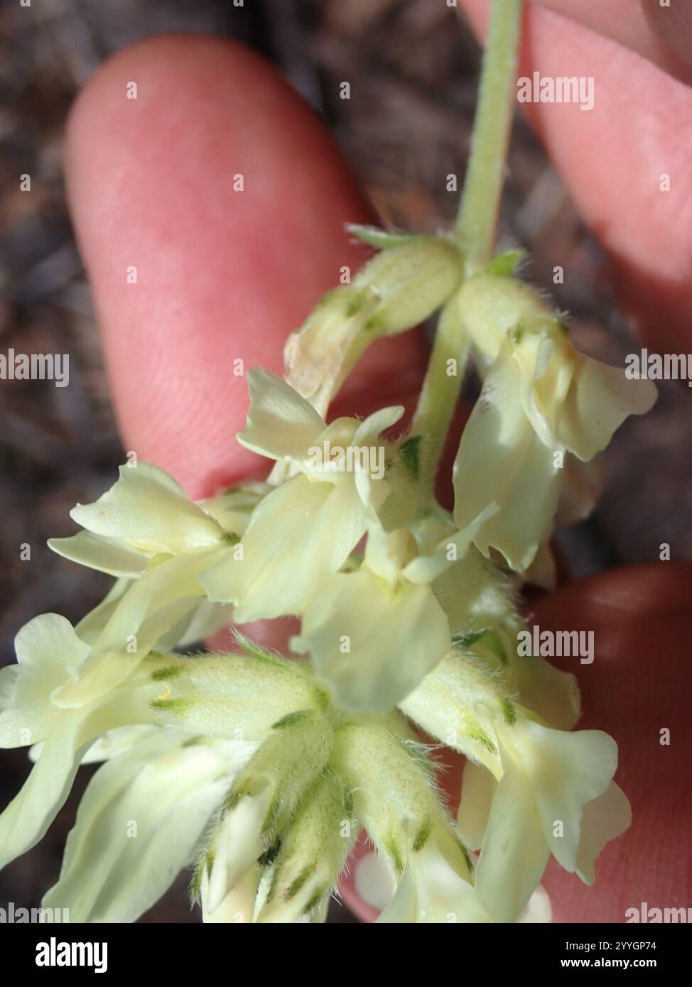 field locoweed (Oxytropis campestris Stock Photo - Alamy