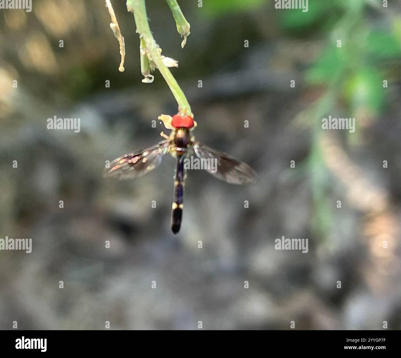 Hypocritanus fascipennis hi-res stock photography and images - Alamy