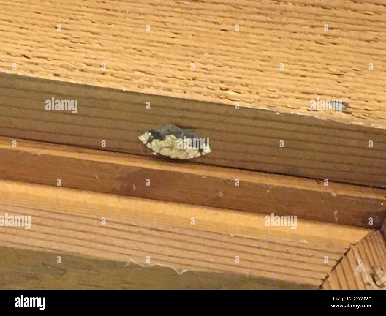 Horned Spanworm Moth (Nematocampa resistaria Stock Photo - Alamy