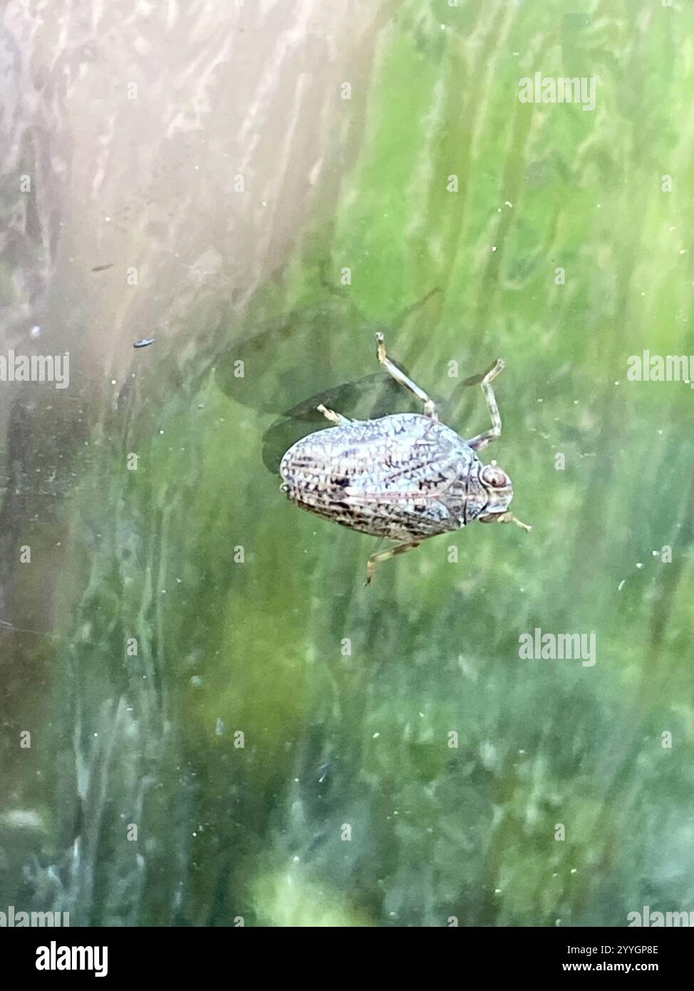 Issus coleoptratus hi-res stock photography and images - Alamy