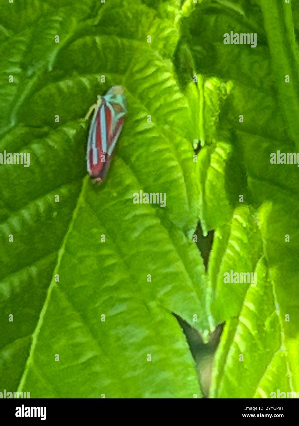 Red-banded Leafhopper (Graphocephala coccinea Stock Photo - Alamy