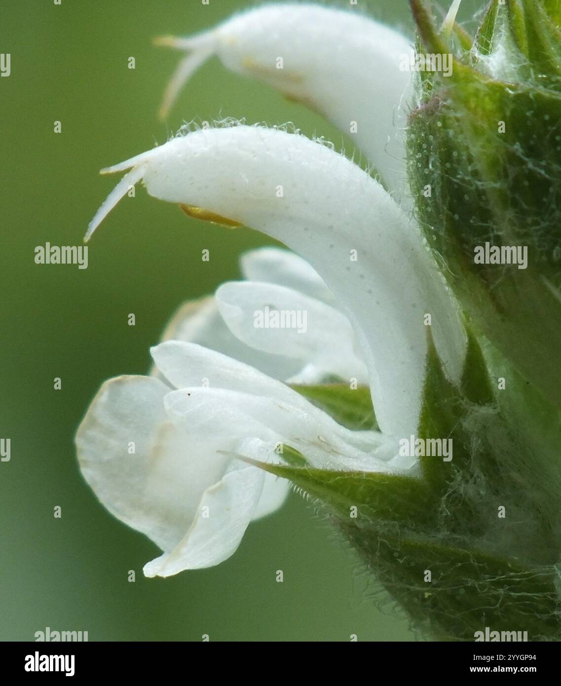 Mediterranean sage (Salvia aethiopis Stock Photo - Alamy