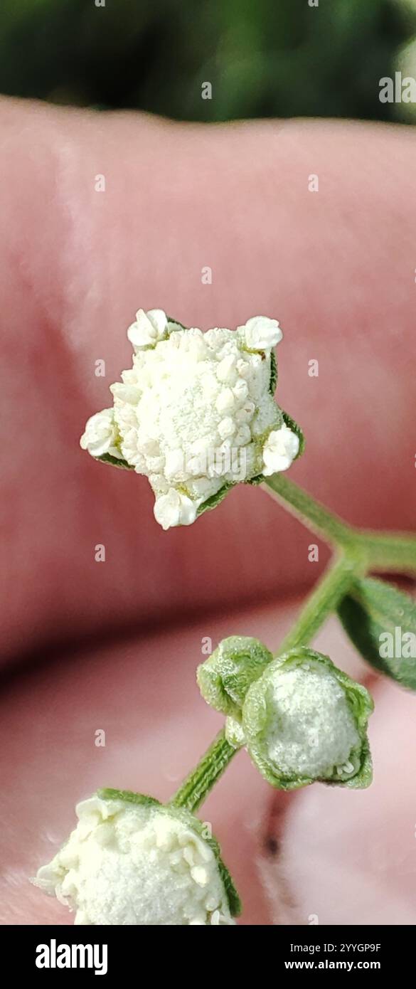Santa Maria feverfew (Parthenium hysterophorus Stock Photo - Alamy