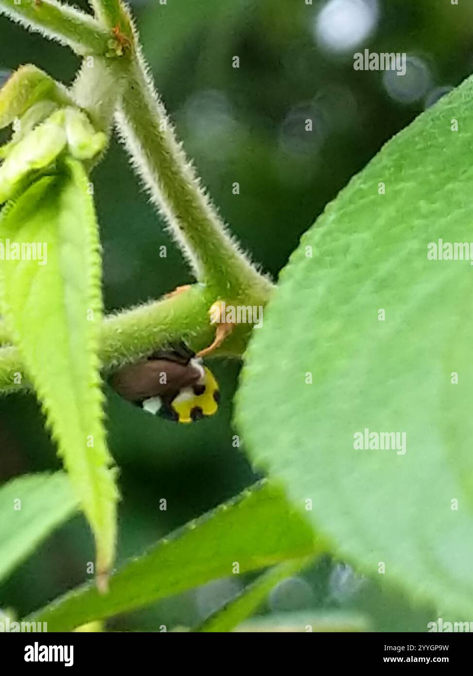 Mexican Treehopper (Membracis mexicana Stock Photo - Alamy
