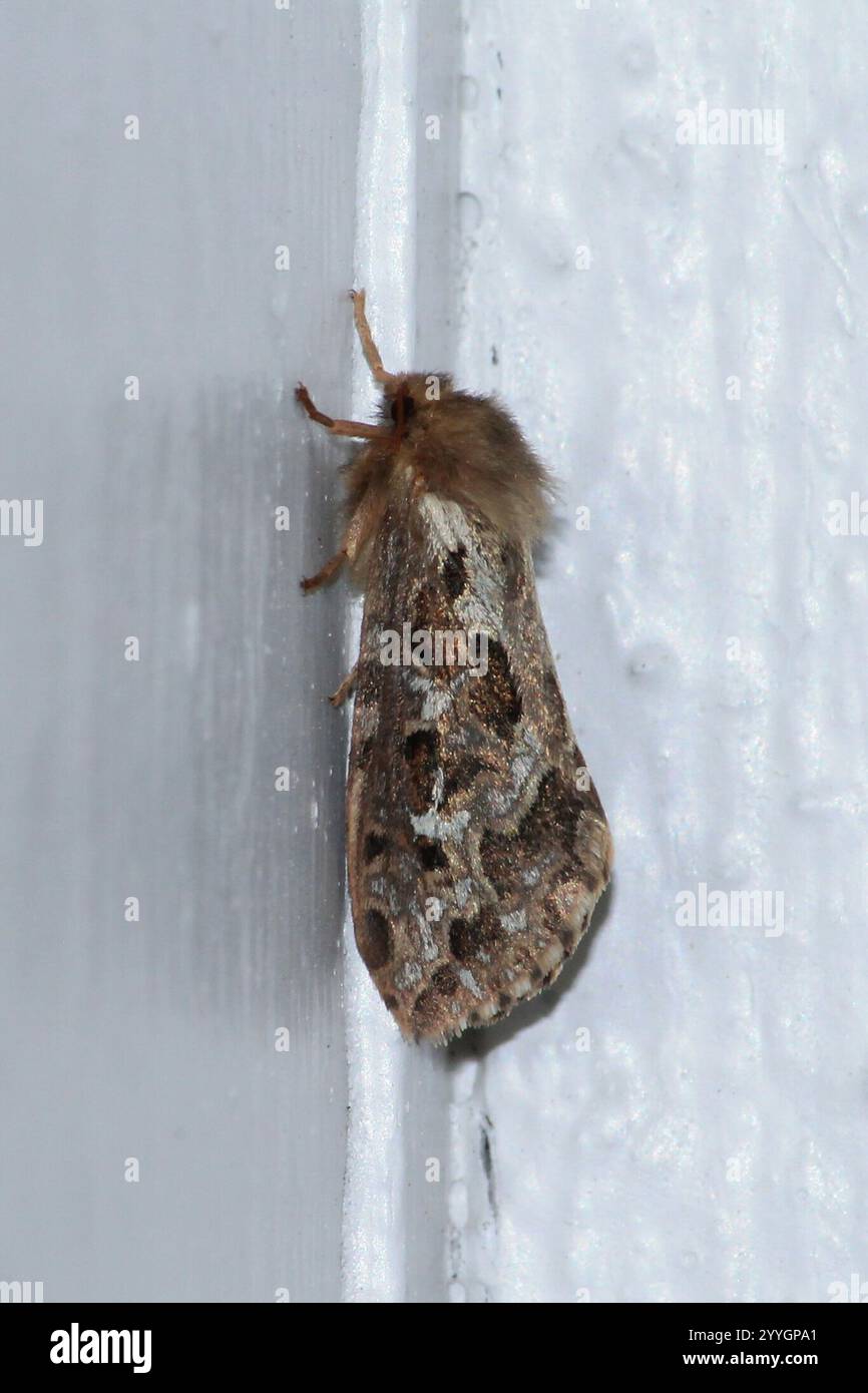 Map-winged Swift (Korscheltellus fusconebulosa Stock Photo - Alamy