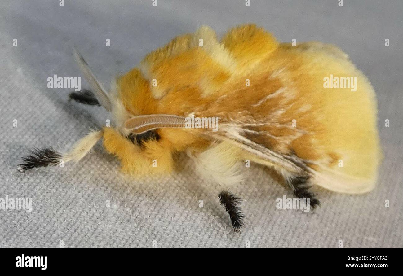 Southern Flannel Moth (Megalopyge opercularis Stock Photo - Alamy