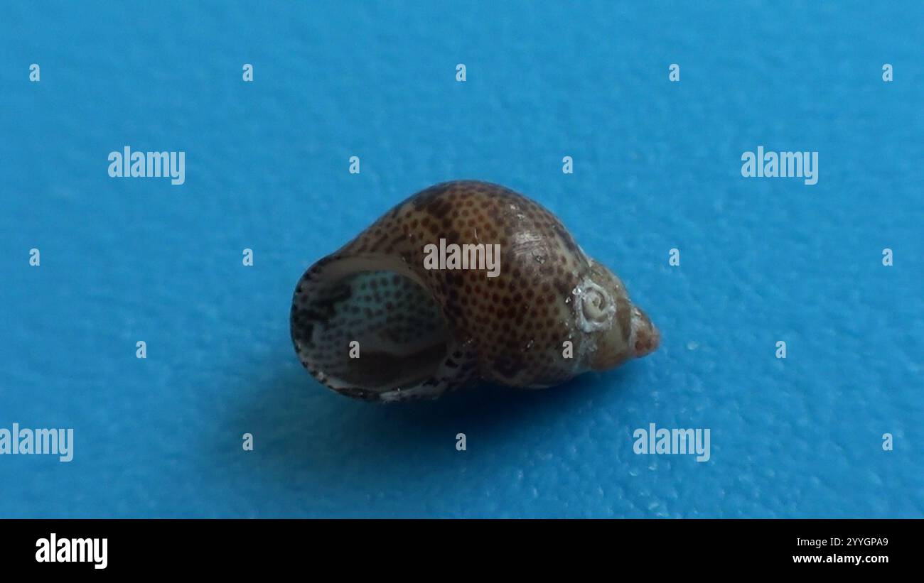 Pheasant-shell (Tricolia pullus Stock Photo - Alamy