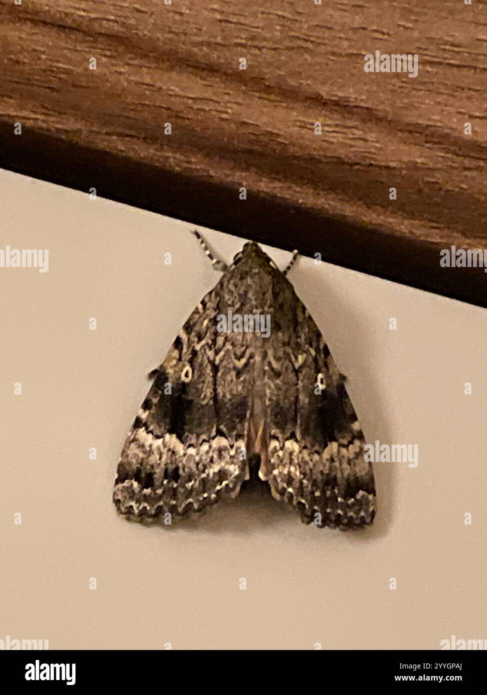 Eurasian Copper Underwing (Amphipyra pyramidea Stock Photo - Alamy