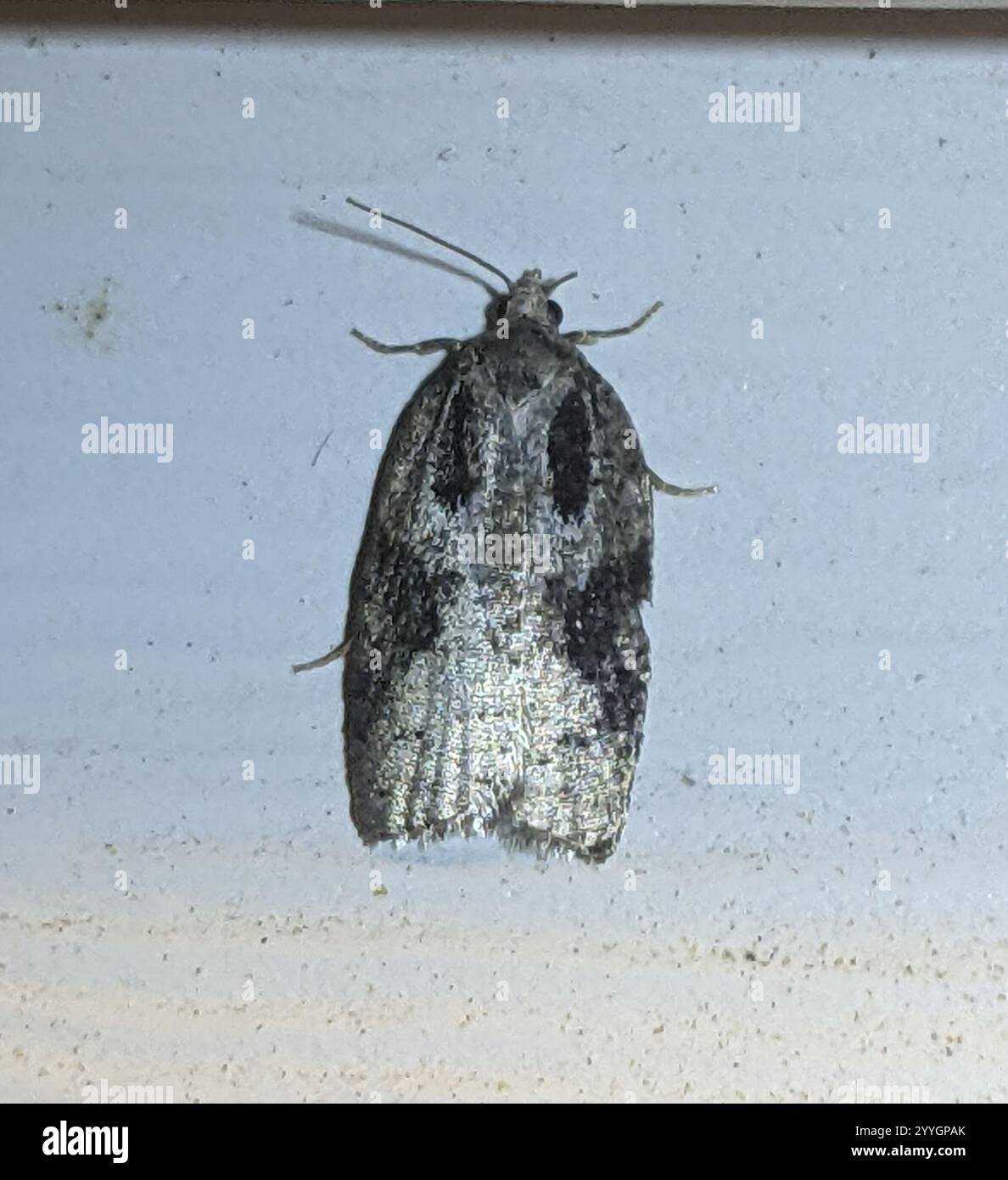 Small Aspen Leaftier Moth (Acleris fuscana Stock Photo - Alamy