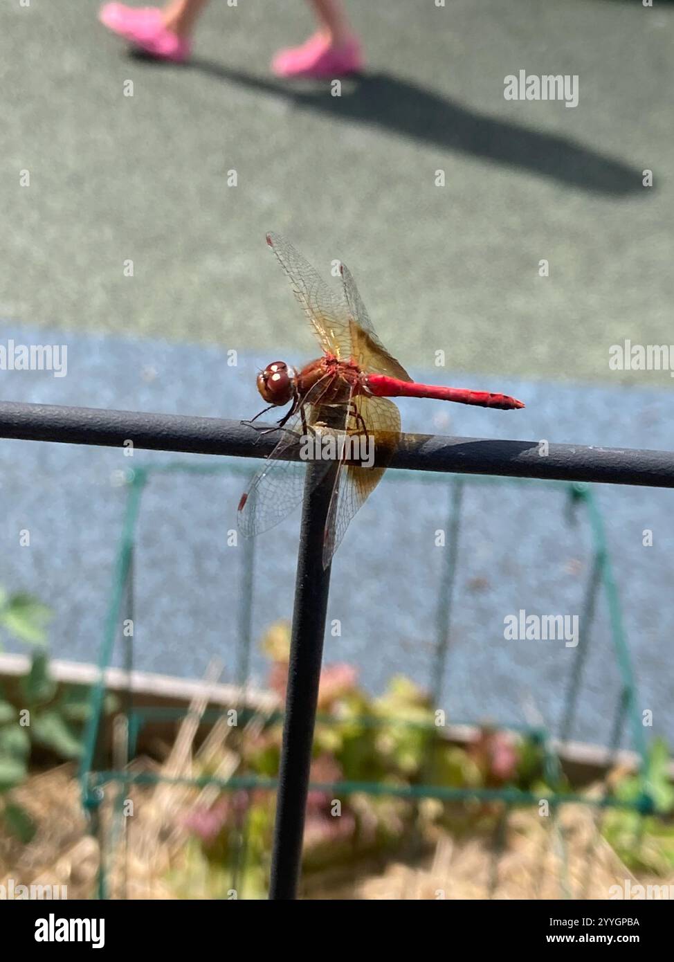 Band winged meadowhawk hi-res stock photography and images - Alamy