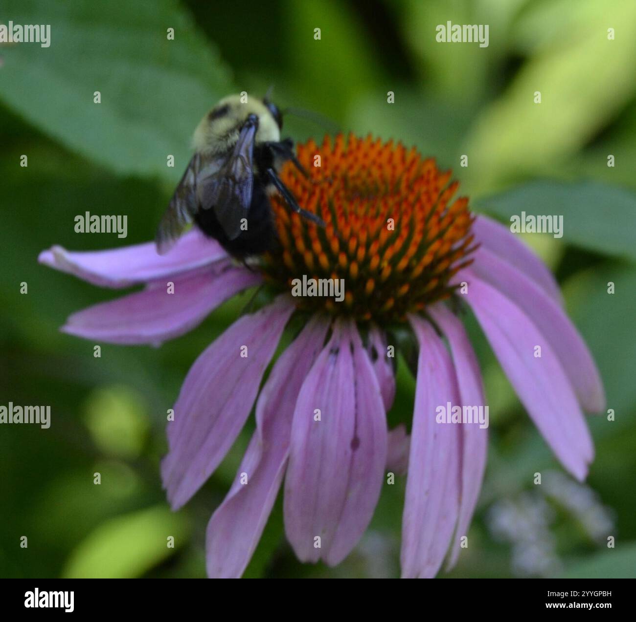 Common Eastern Bumble Bee (Bombus impatiens Stock Photo - Alamy