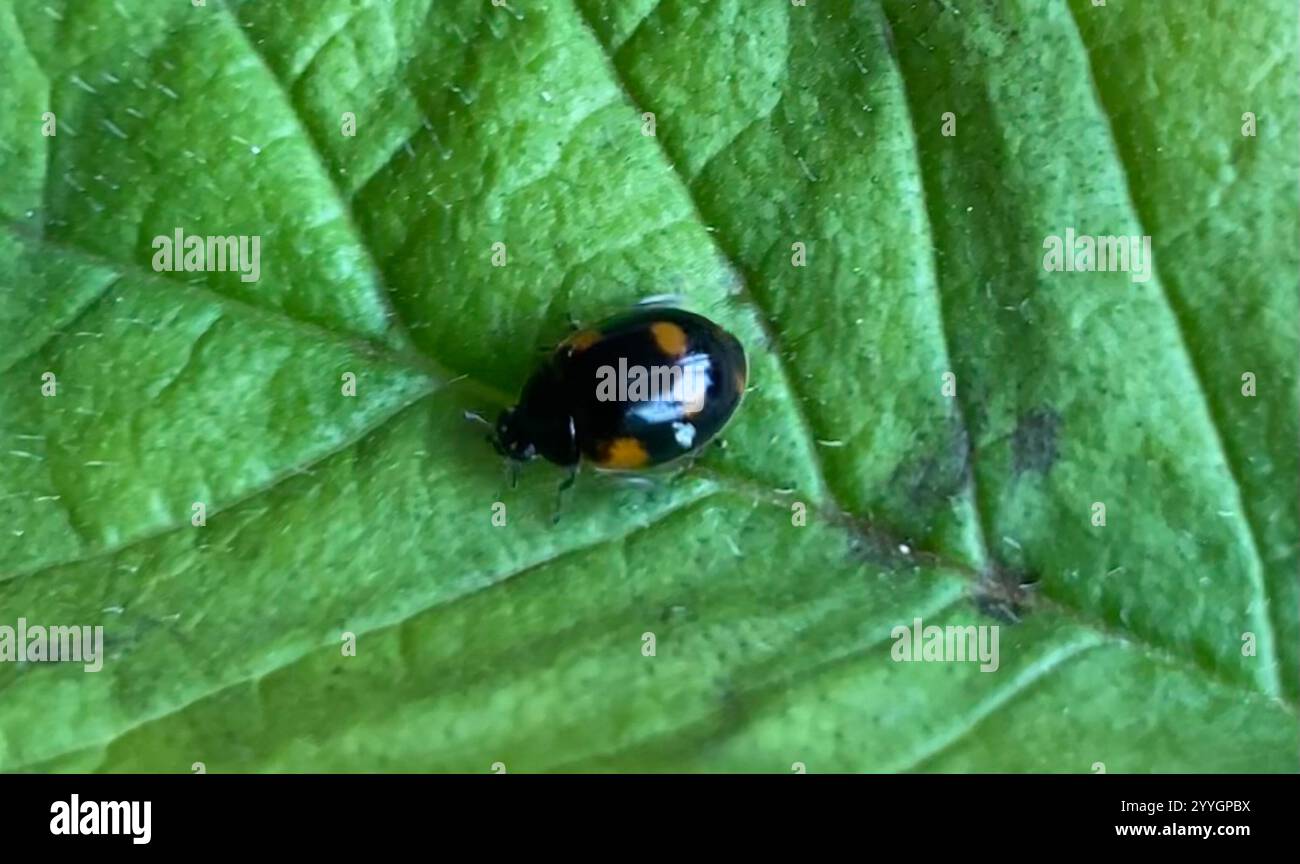 Two-spotted Lady Beetle (Adalia bipunctata Stock Photo - Alamy