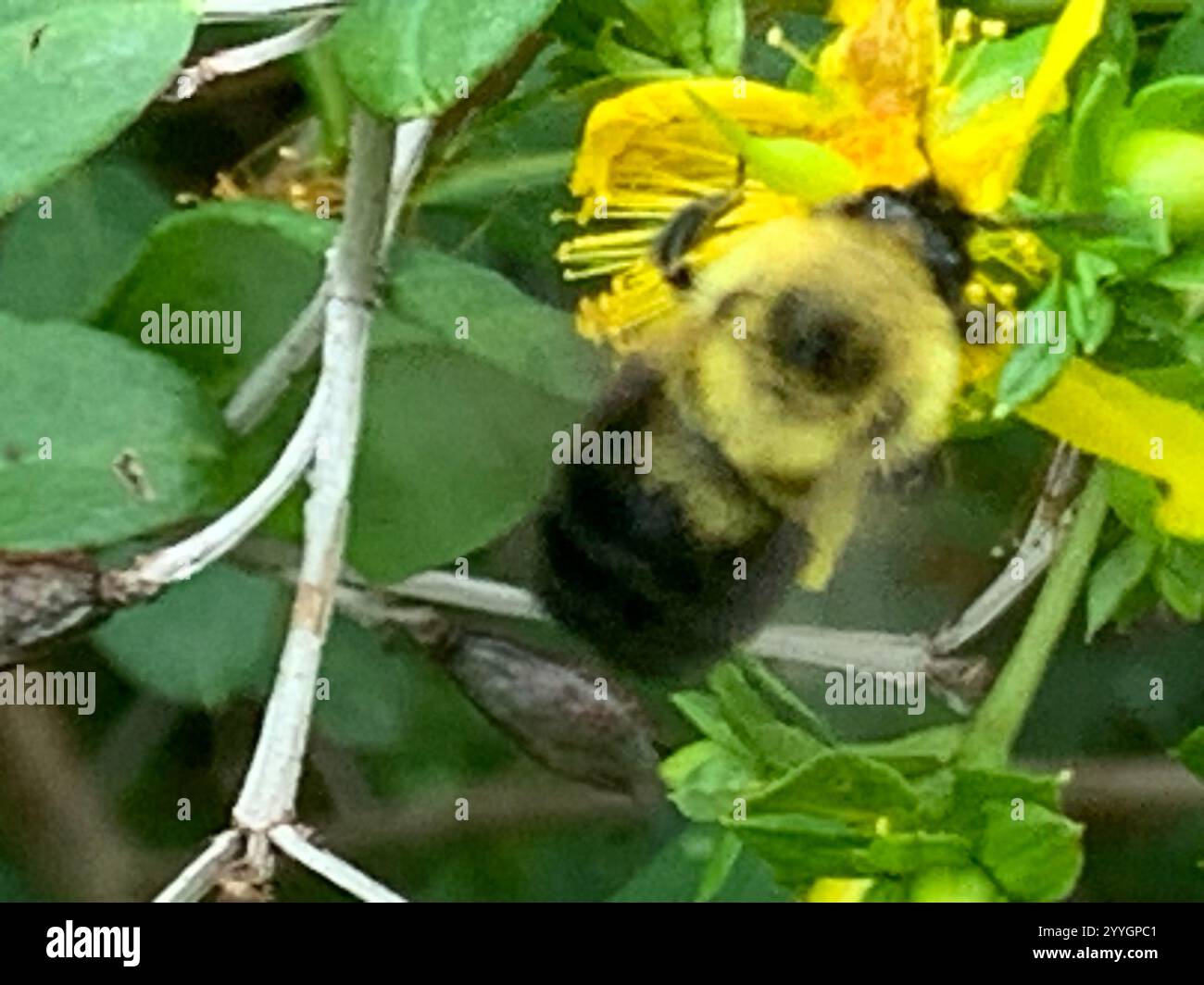 Two-spotted Bumble Bee (Bombus bimaculatus Stock Photo - Alamy