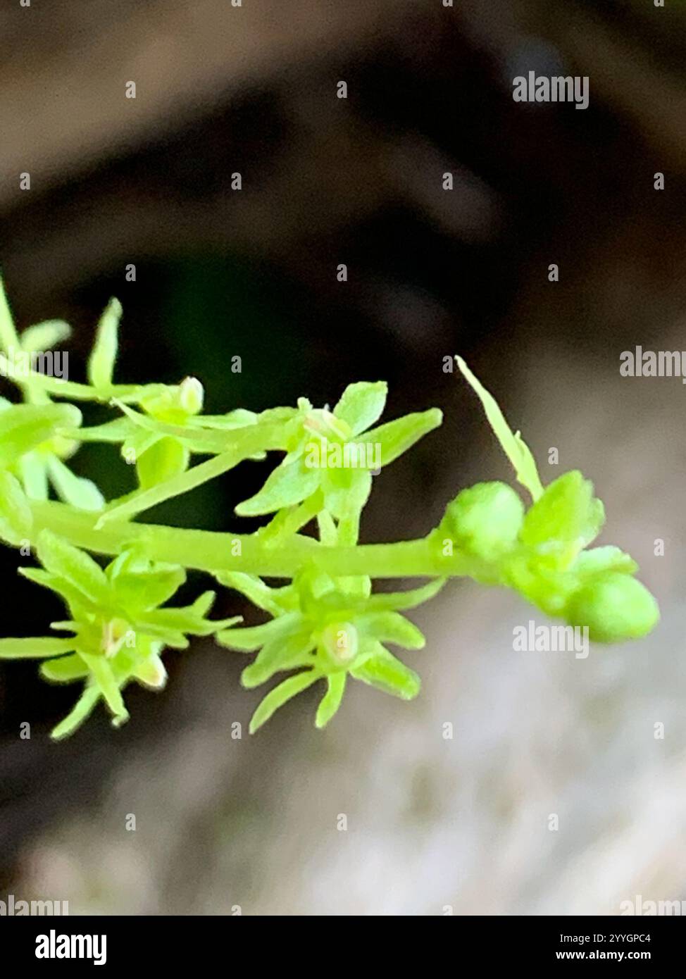 Heartleaf Twayblade (Neottia cordata Stock Photo - Alamy