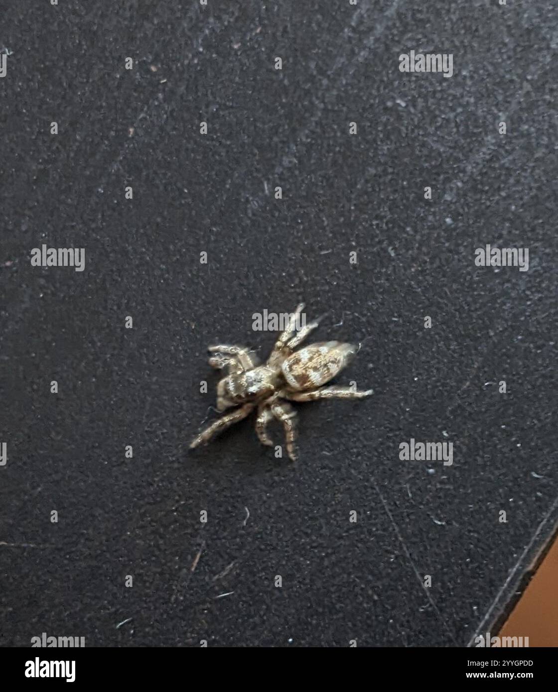 Zebra Jumping Spider (Salticus scenicus Stock Photo - Alamy