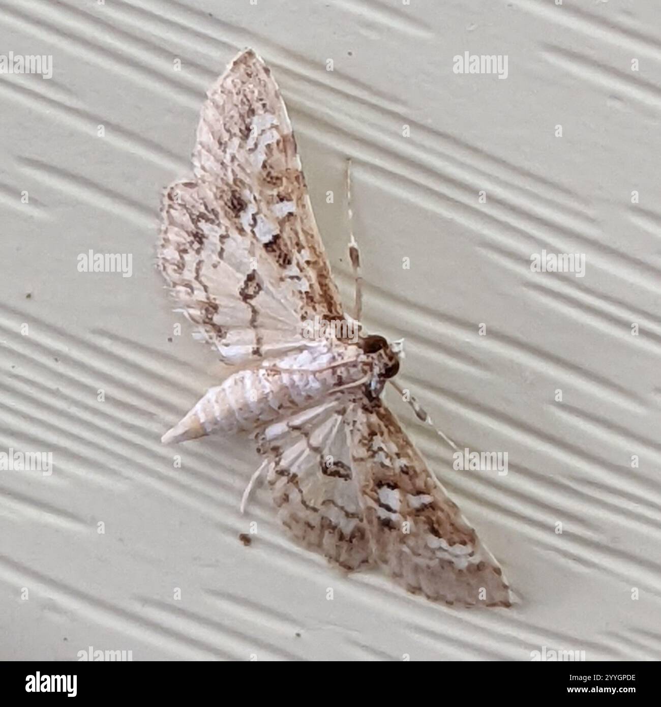 Salvinia Stem Borer Moth (Samea multiplicalis Stock Photo - Alamy