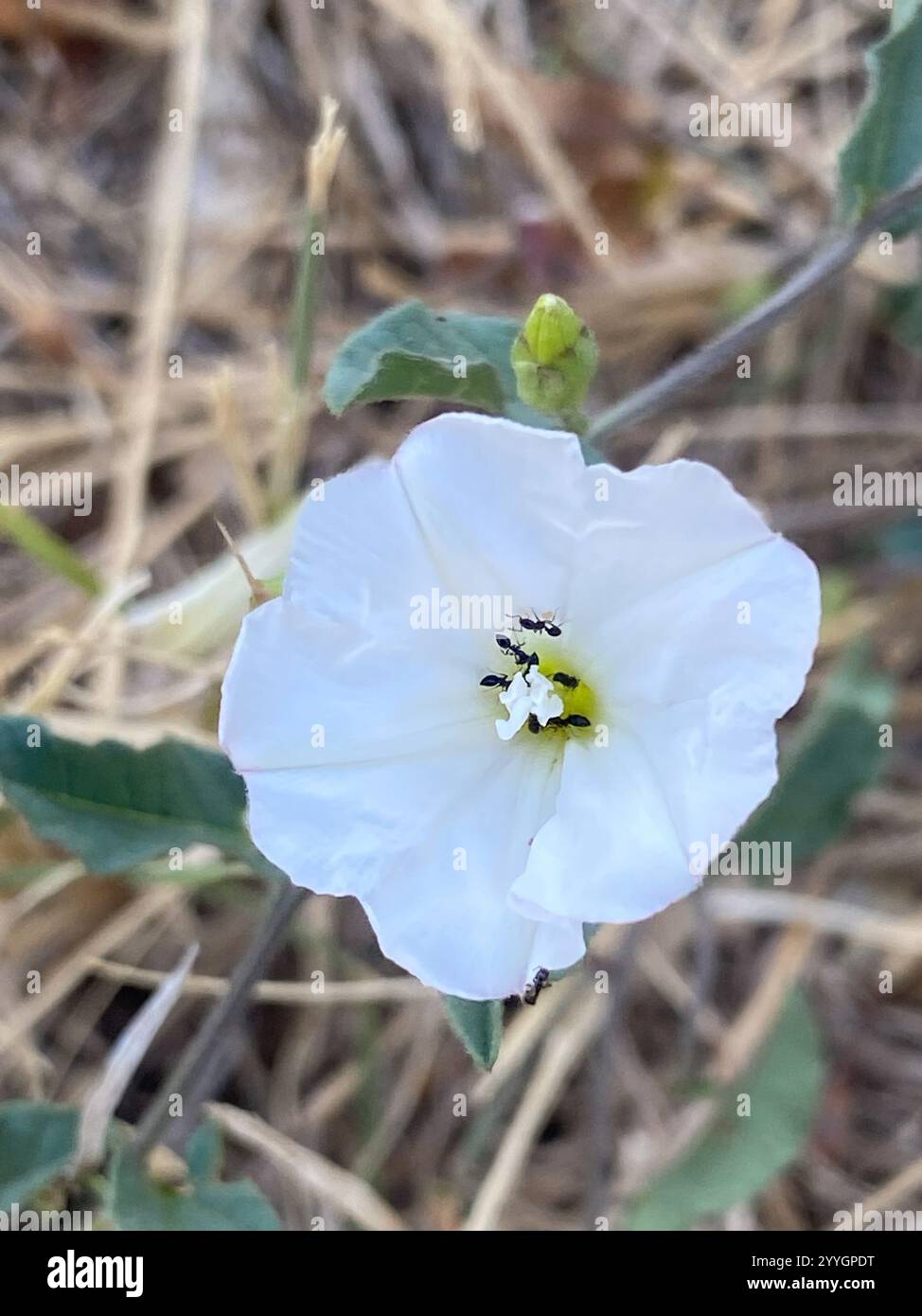 Common Trailing Ant (Monomorium minimum Stock Photo - Alamy