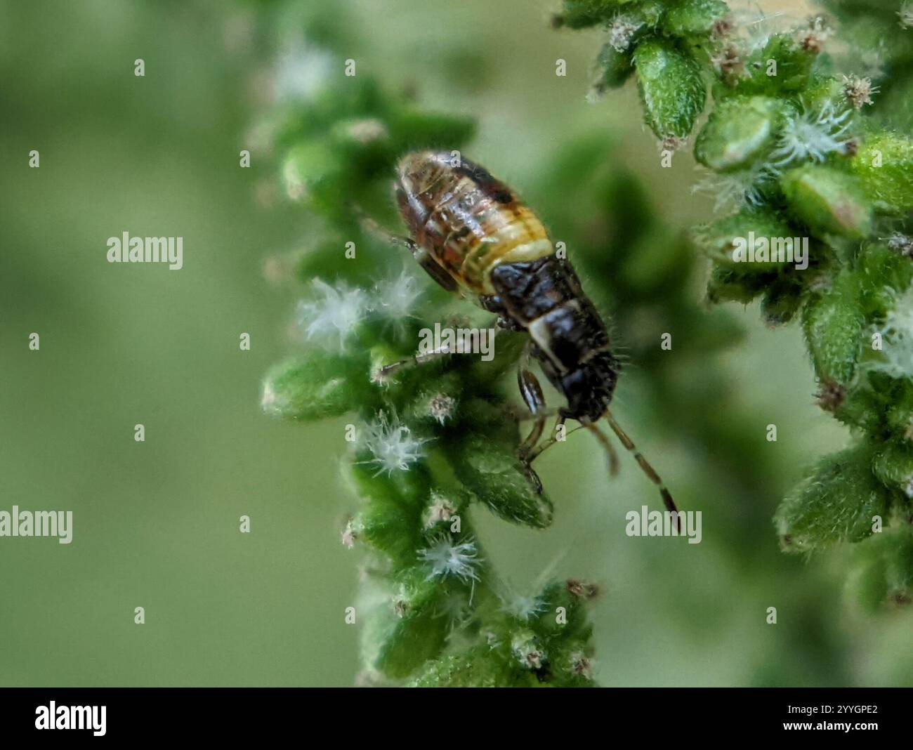 Nettle ground bug (Heterogaster urticae Stock Photo - Alamy