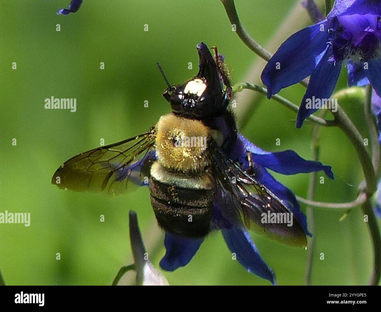 Eastern Carpenter Bee (Xylocopa virginica Stock Photo - Alamy