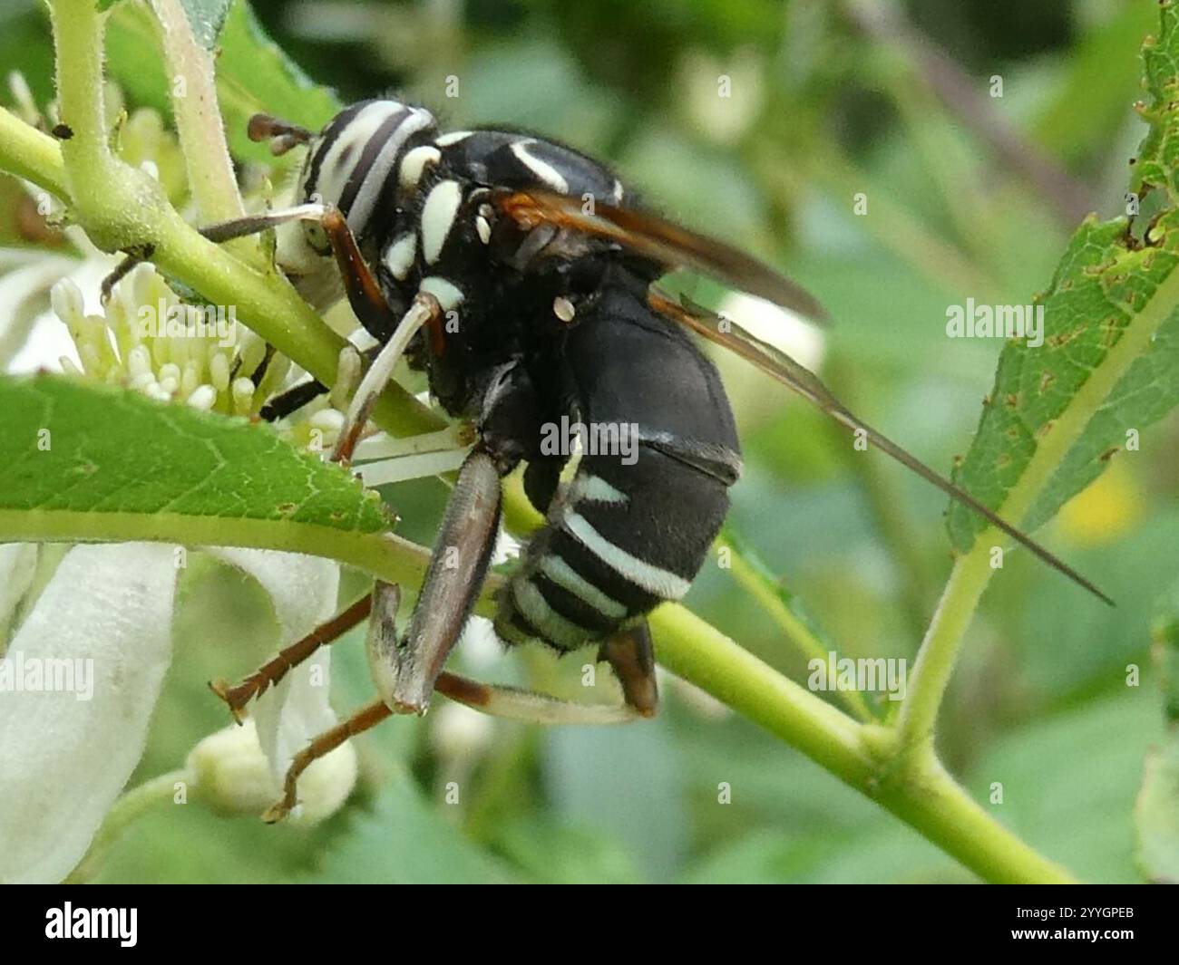 Bald-faced Hornet Fly (Spilomyia fusca Stock Photo - Alamy