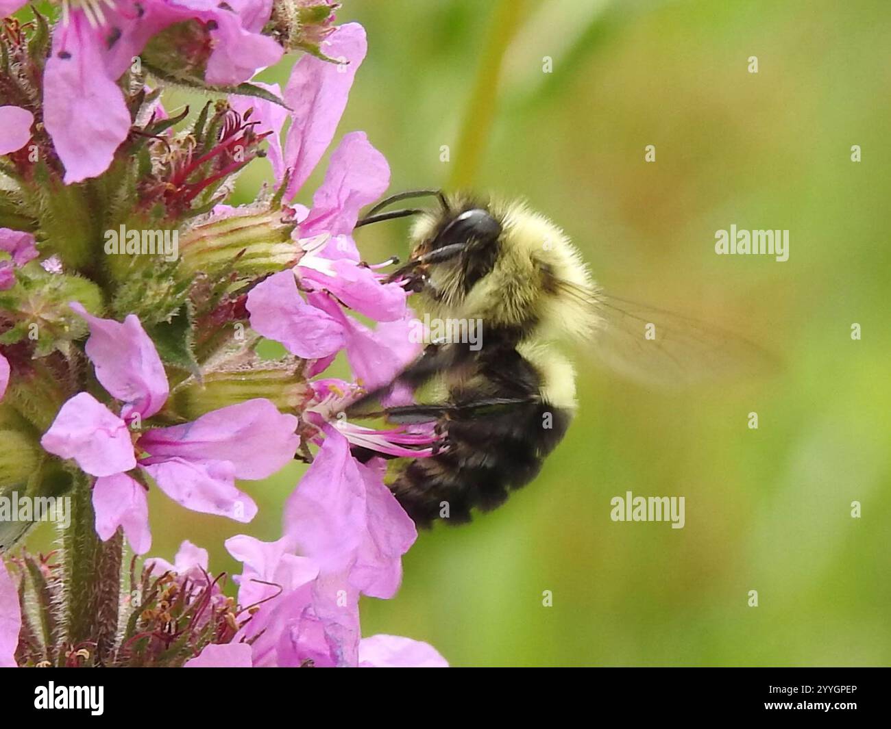 Common Eastern Bumble Bee (Bombus impatiens Stock Photo - Alamy