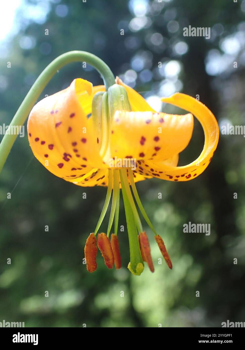 Columbia lily (Lilium columbianum Stock Photo - Alamy