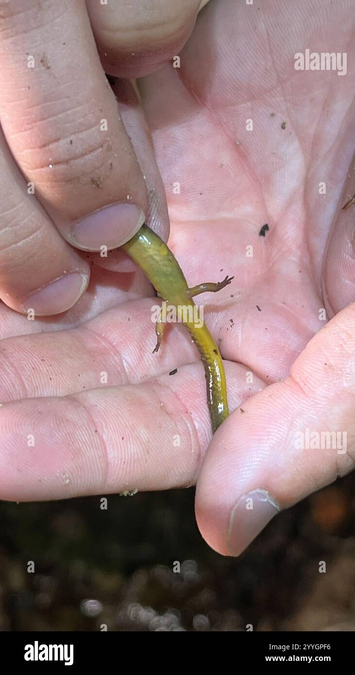Northern Two-lined Salamander (Eurycea bislineata Stock Photo - Alamy