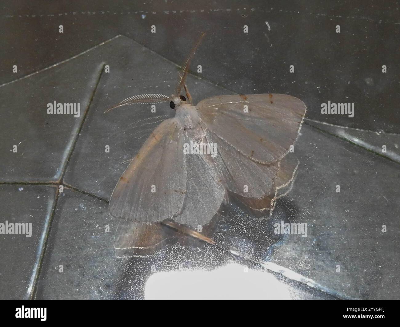 Lesser Maple Spanworm Moth (Macaria pustularia Stock Photo - Alamy