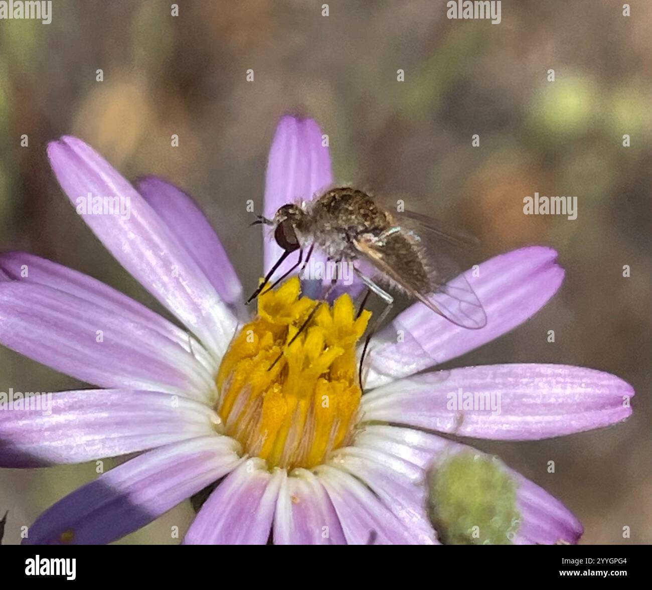 California Aster (Corethrogyne filaginifolia Stock Photo - Alamy