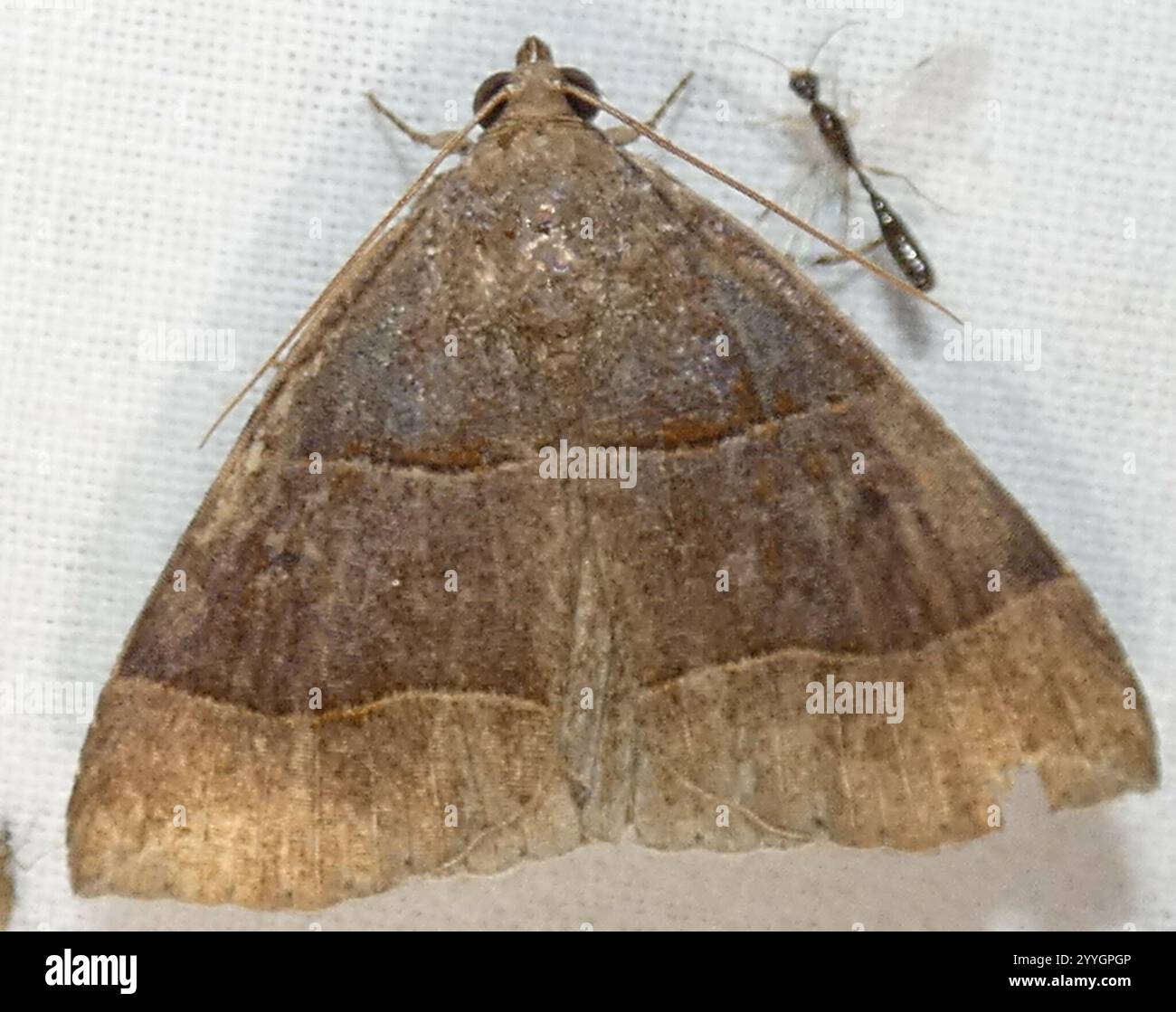 Maple Looper Moth (Parallelia bistriaris Stock Photo - Alamy