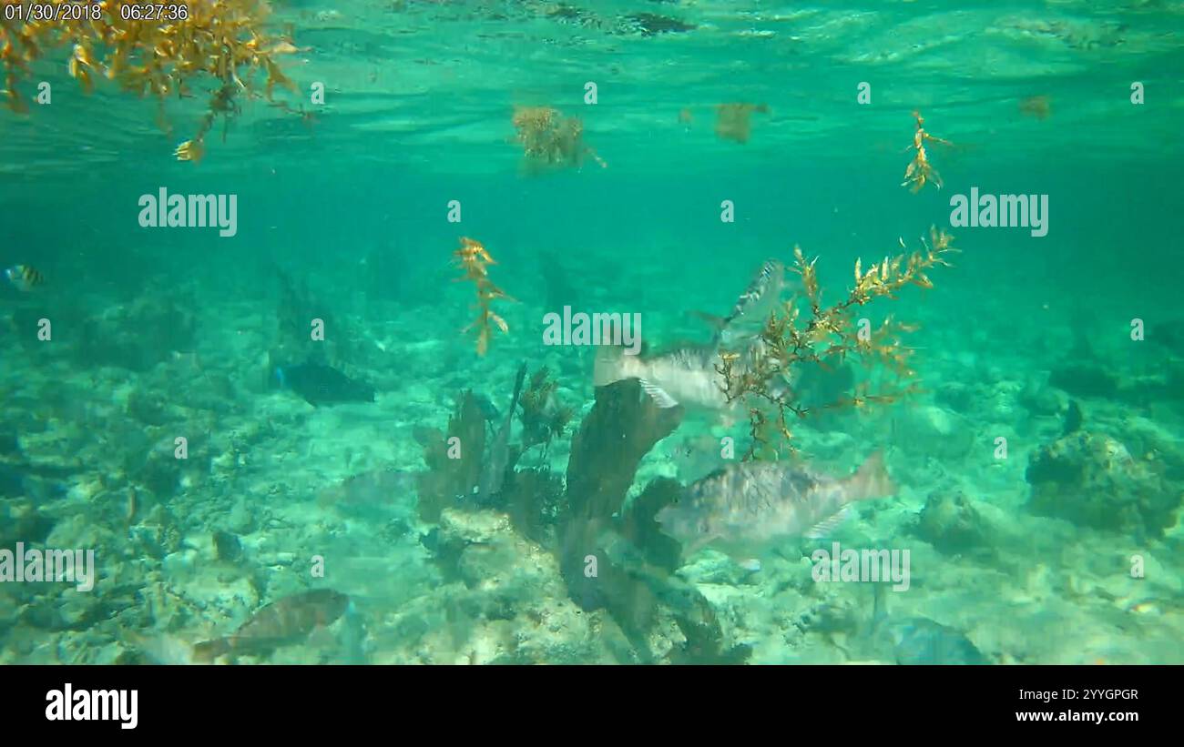 Yellowtail Parrotfish (Sparisoma rubripinne Stock Photo - Alamy