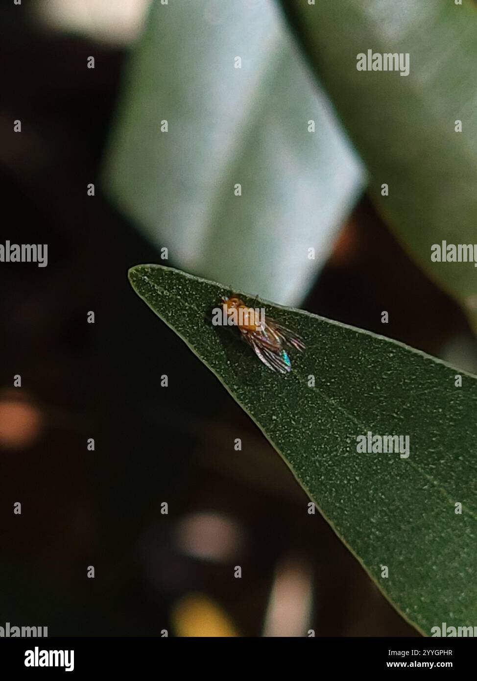 Lauxaniid Flies (Lauxaniidae Stock Photo - Alamy