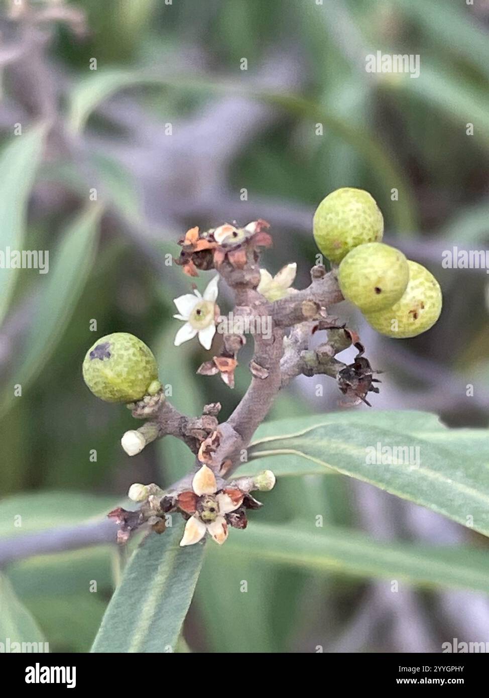Wilga (Geijera parviflora Stock Photo - Alamy