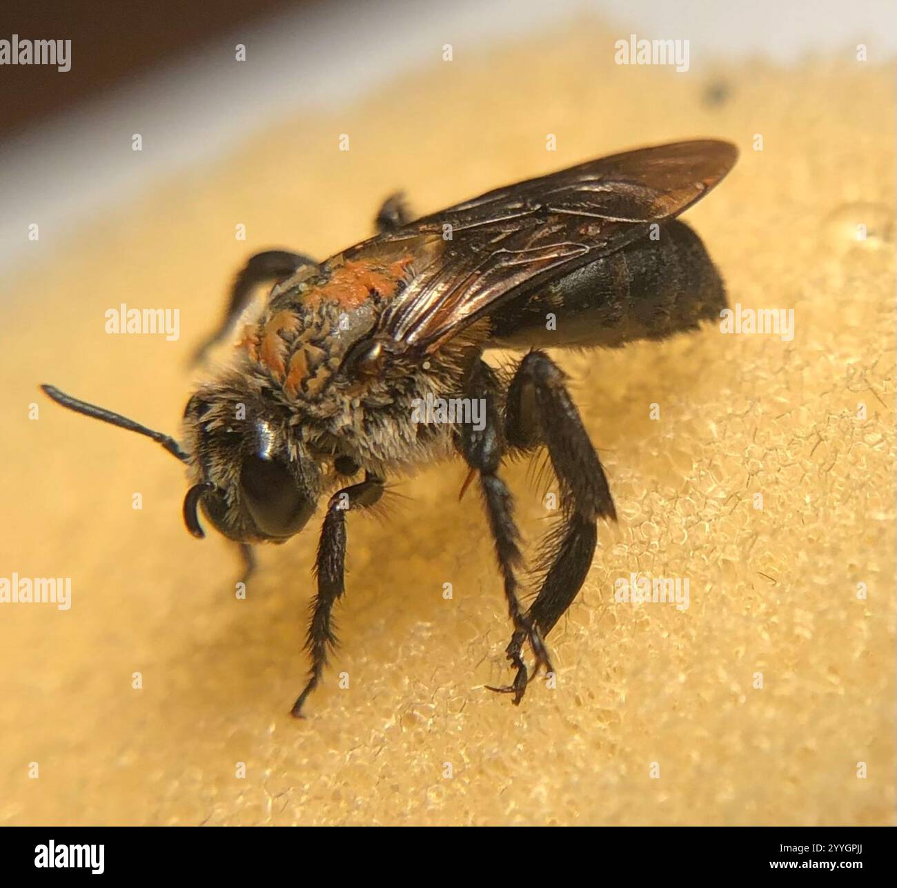 Hibiscus Turret Bee (Ptilothrix bombiformis Stock Photo - Alamy